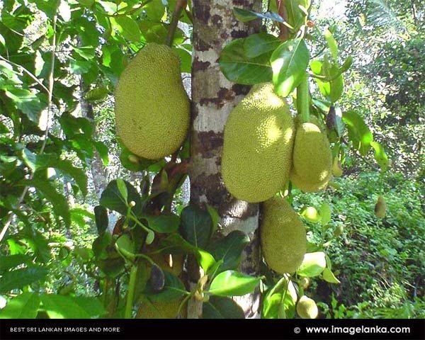 TOMORROW WORLD: Very Valuable of Jak Tree